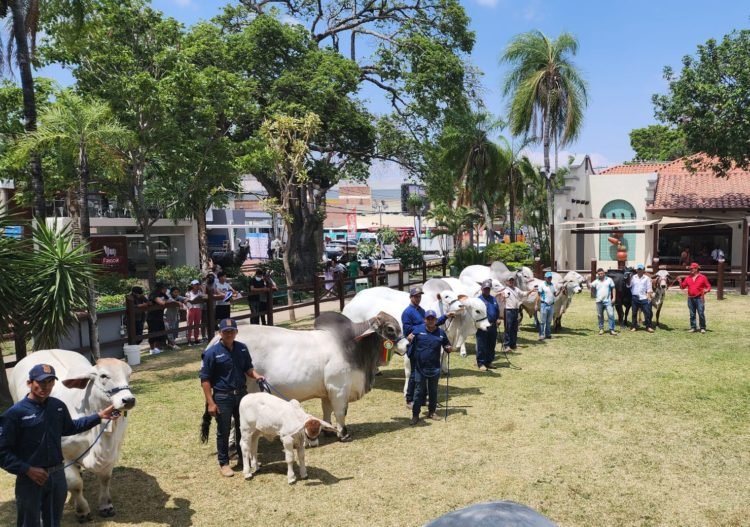 Congreso Mundial de Ganado Cebú en Bolivia - Agricultura de las Americas