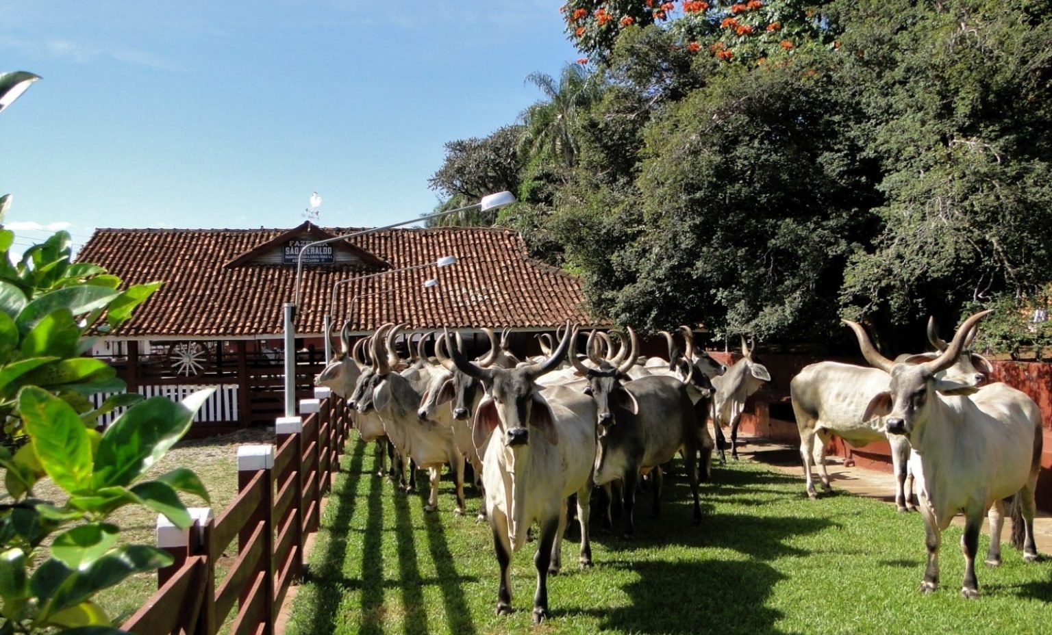 El ganado cebú, protagonista en Brasil - Agricultura de las Americas