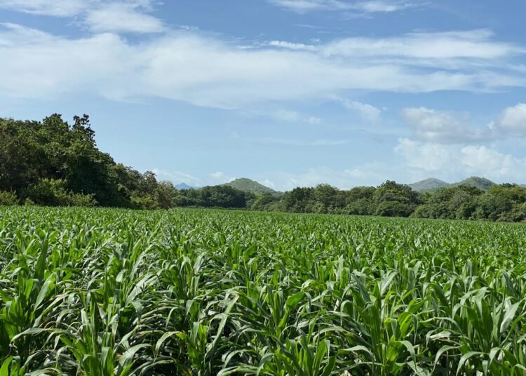 Chocó, enorme potencial biodiverso y agropecuario